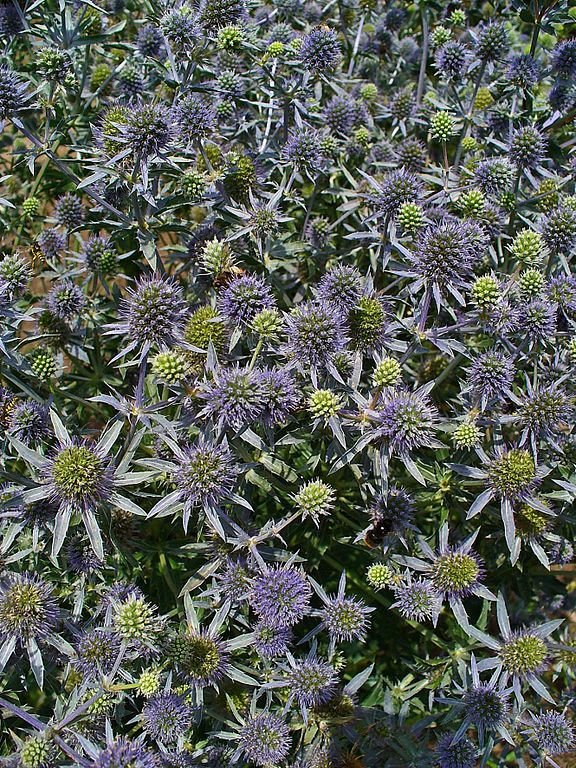 Blue eryngo (Eryngium planum) - growing guides