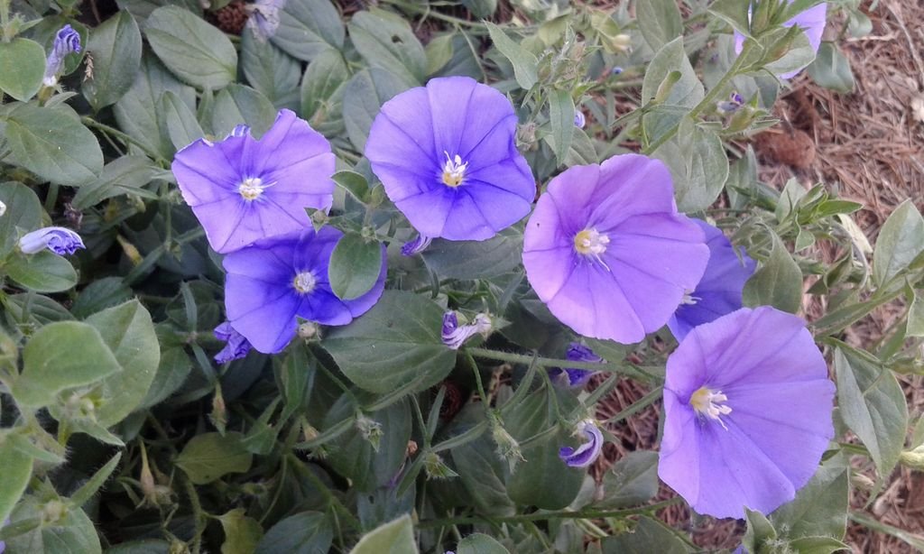 Blue rock bindweed (Convolvulus sabatius) - growing guides