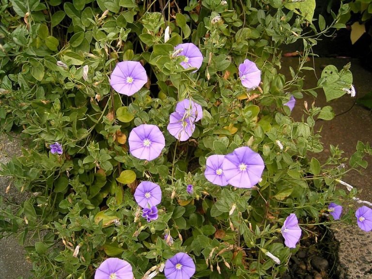 Blue rock bindweed (Convolvulus sabatius) - growing guides