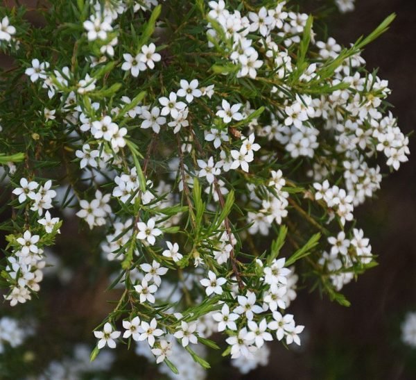 Breath of heaven (Diosma ericoides L.) - growing guides