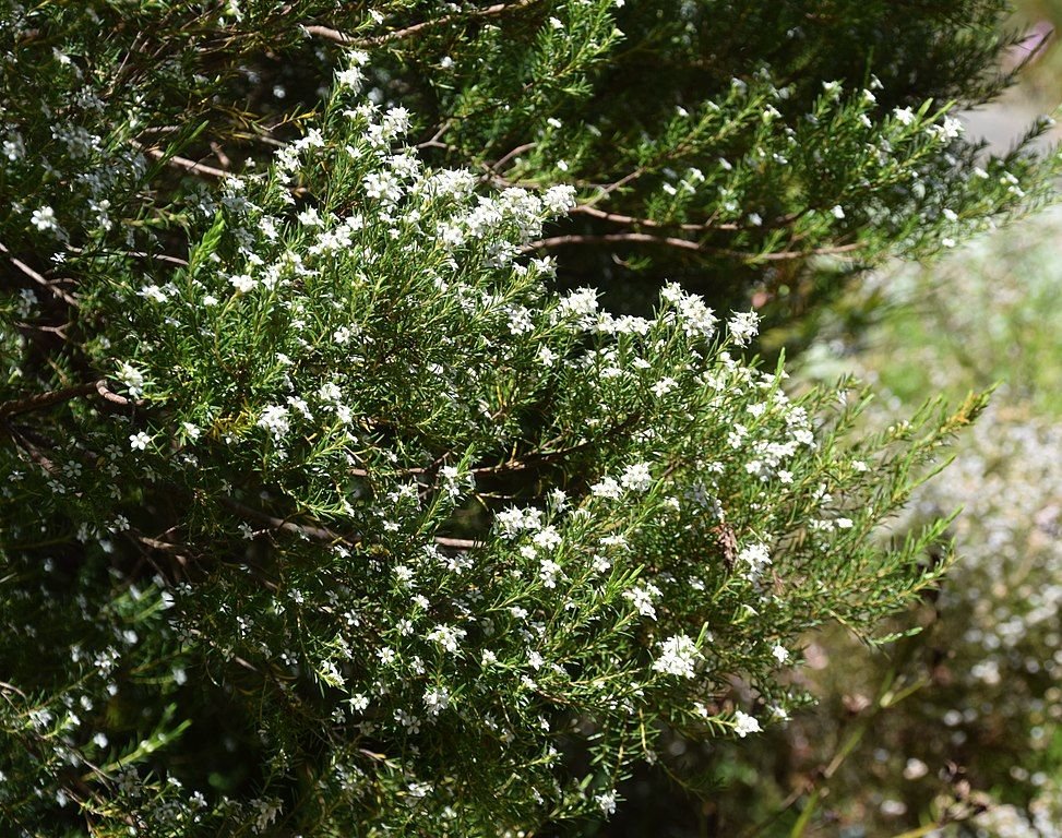 Breath of heaven (Diosma ericoides L.) - growing guides
