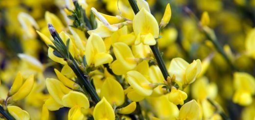Broom 'Albus' (Cytisus × praecox 'Albus') - growing guides