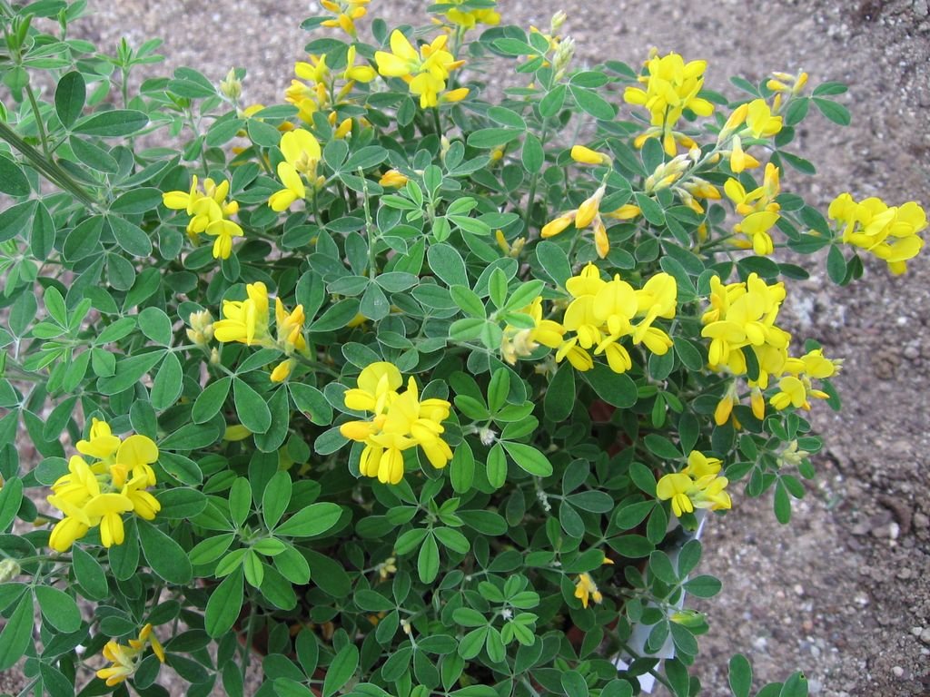 Broom 'Porlock' (Genista 'Porlock') - growing guides