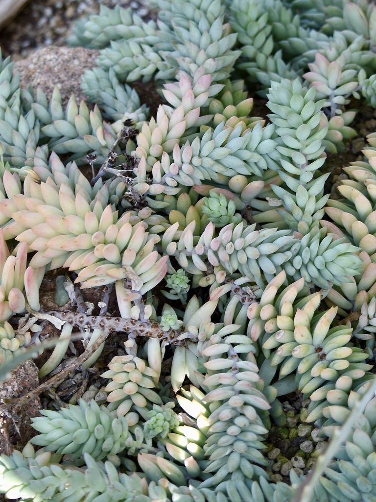 Burro's tail (Sedum morganianum) - growing guides