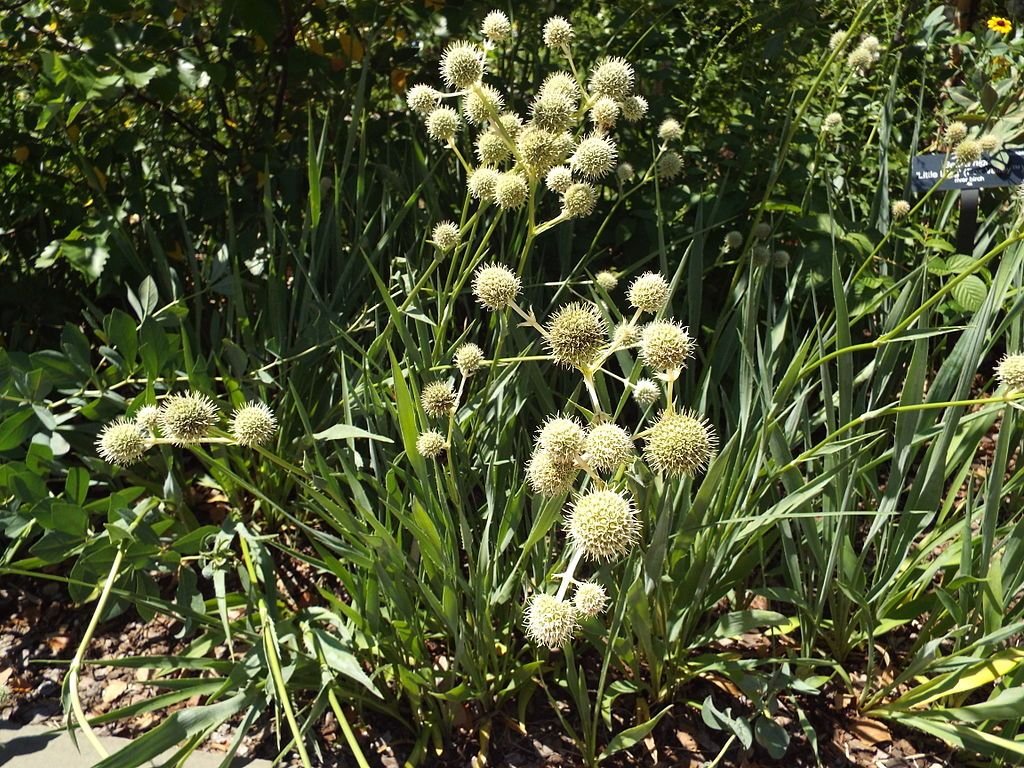 Button snakeroot (Eryngium yuccifolium) - growing guides