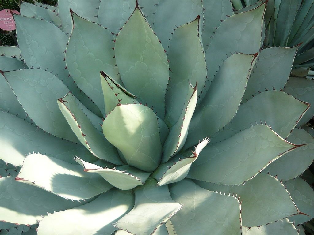 Cabbage head agave (Agave parrasana) - growing guides