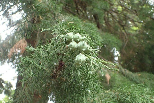 Cedar of Goa (Cupressus lusitanica) - growing guides