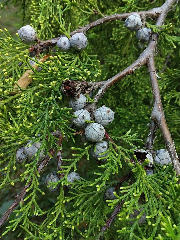 Cedar of Goa (Cupressus lusitanica) - growing guides