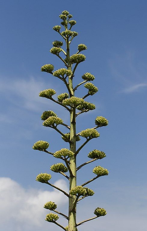 Century plant (Agave americana) - growing guides
