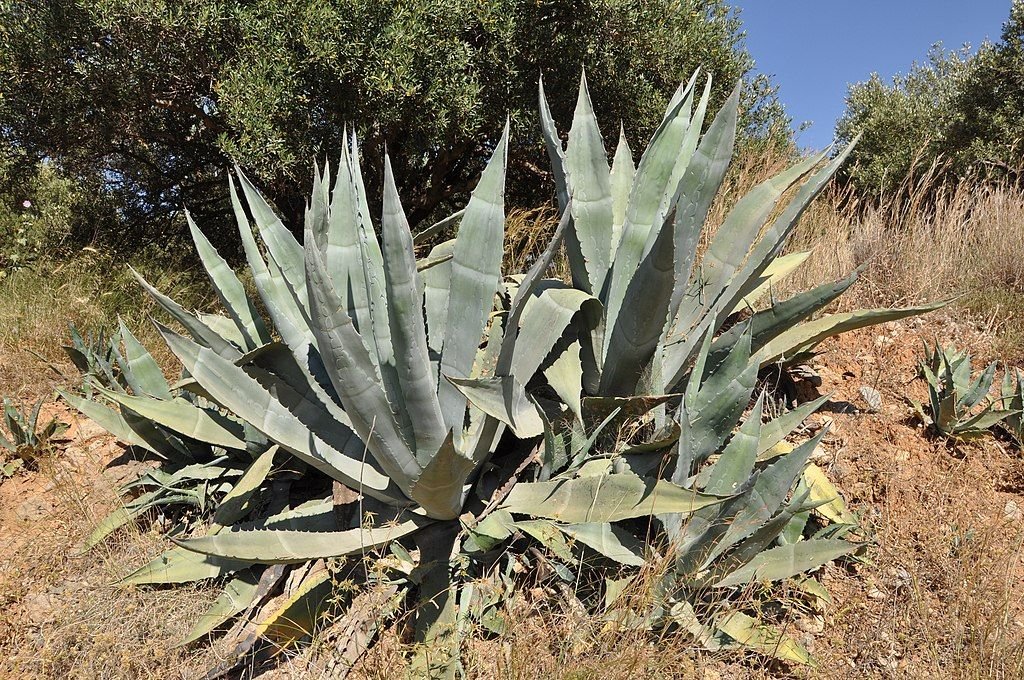 Century plant (Agave americana) - growing guides