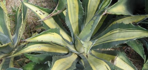 Century plant 'Mediopicta Alba' (Agave americana 'Mediopicta Alba ...