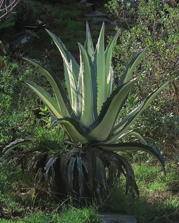 Century plant 'Mediopicta Alba' (Agave americana 'Mediopicta Alba ...