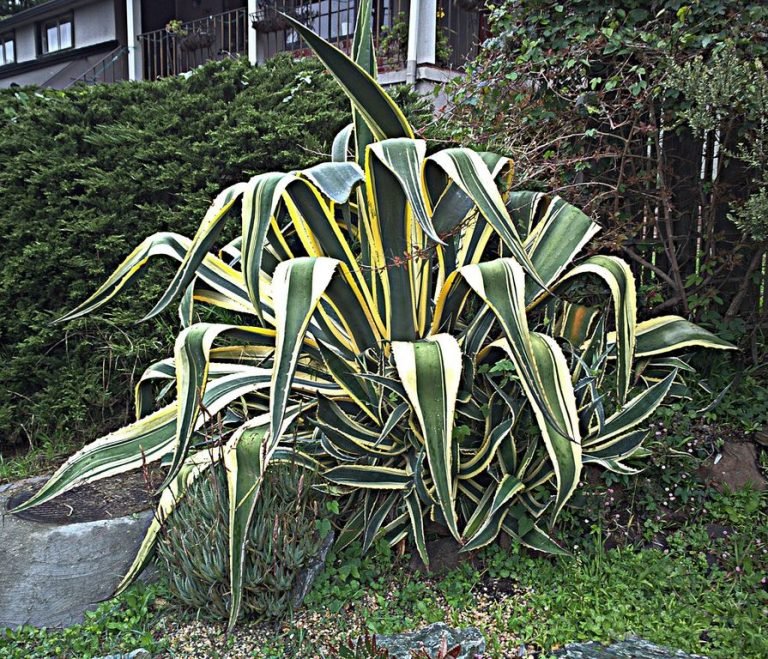 Century plant 'Variegata' (Agave americana 'Variegata') - growing guides