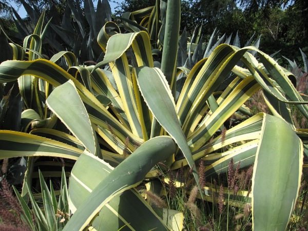 Century plant 'Variegata' (Agave americana 'Variegata') - growing guides
