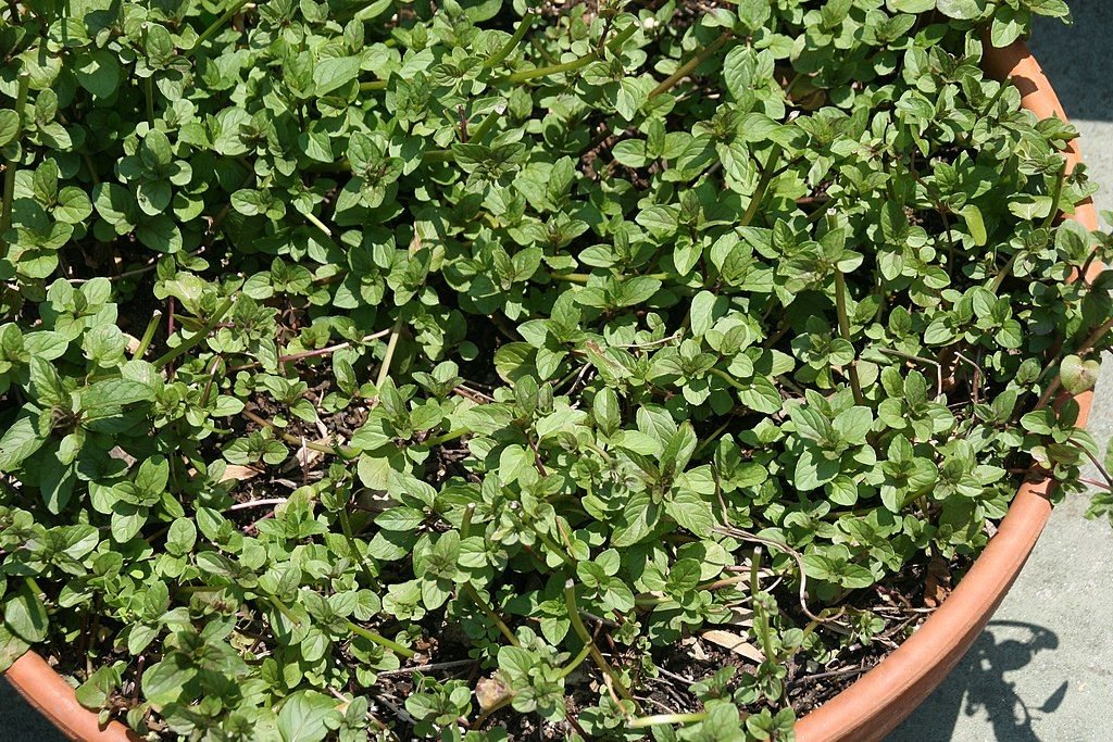 Chocolate peppermint (Mentha × piperita f. citrata 'Chocolate ...