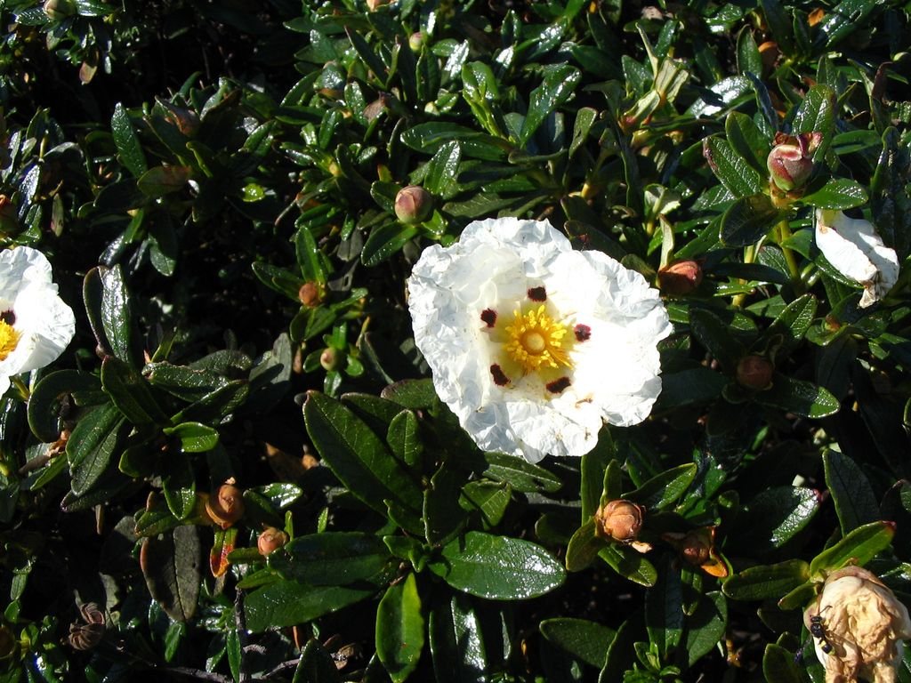 Cistus × dansereaui - growing guides