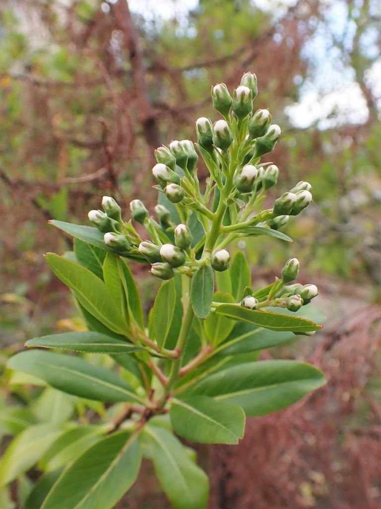 Cloven gum box (Escallonia bifida) - growing guides