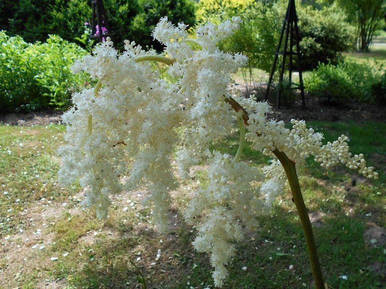 Common astilboides (Astilboides tabularis) - growing guides