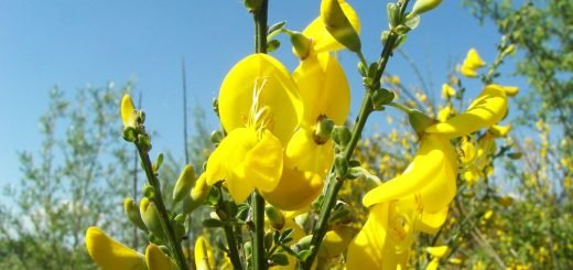 Bean's broom (Cytisus × beanii) - growing guides