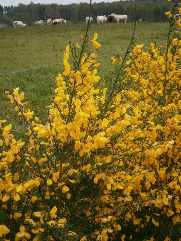 Common broom (Cytisus scoparius) - growing guides
