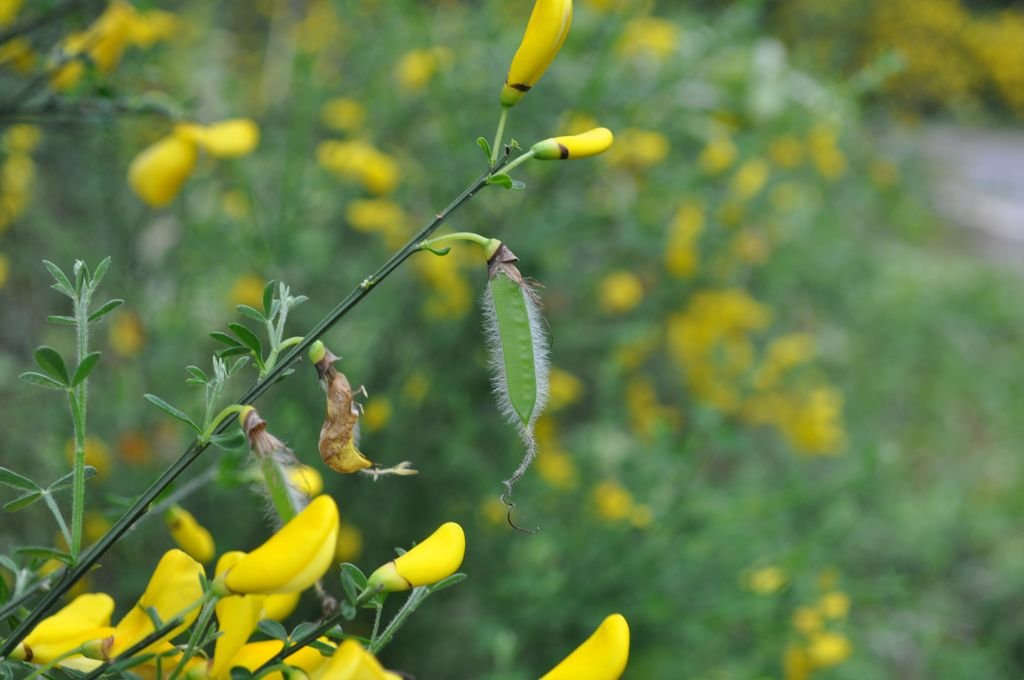 Common broom (Cytisus scoparius) - growing guides