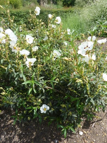 Common gum cistus (Cistus × cyprius) - growing guides