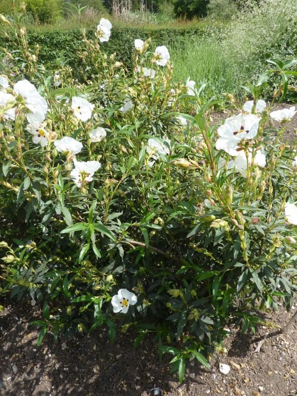 Common gum cistus (Cistus × cyprius) - growing guides