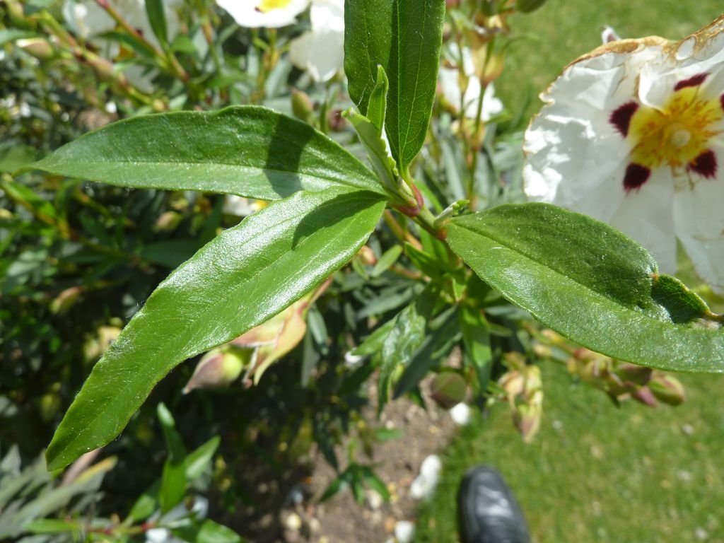 Common gum cistus (Cistus × cyprius) - growing guides