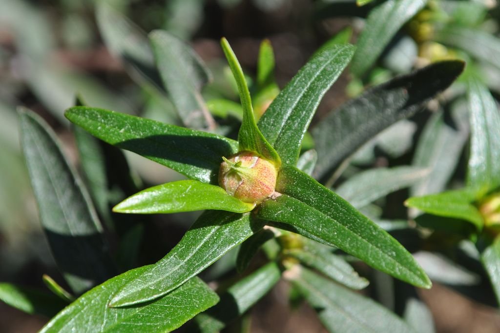 Common gum cistus (Cistus ladanifer L.) - growing guides