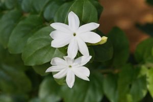 Common jasmine (Jasminum officinale) - growing guides