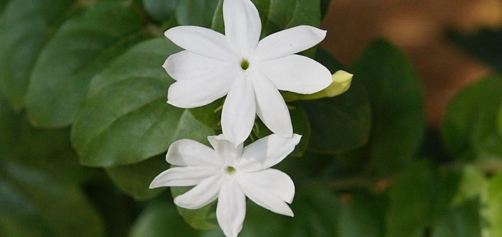 Jasminum Genus - Dear Plants