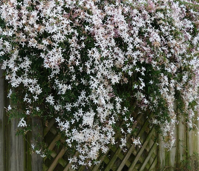 Common jasmine (Jasminum officinale) - growing guides