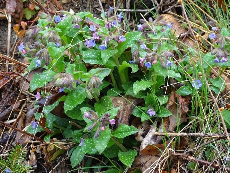 Common lungwort (Pulmonaria officinalis) - growing guides