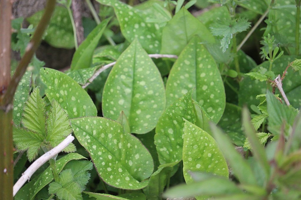 Common lungwort (Pulmonaria officinalis) - growing guides