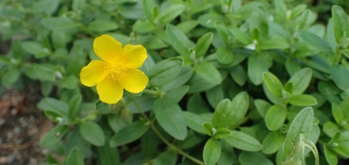 Helianthemum Genus - Dear Plants