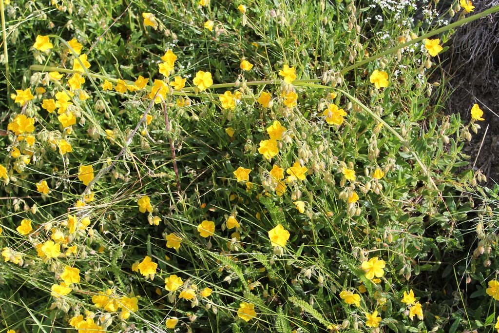 Common rockrose (Helianthemum nummularium) - growing guides