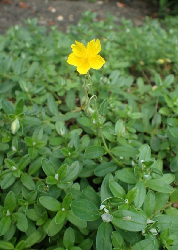 Common rockrose (Helianthemum nummularium) - growing guides