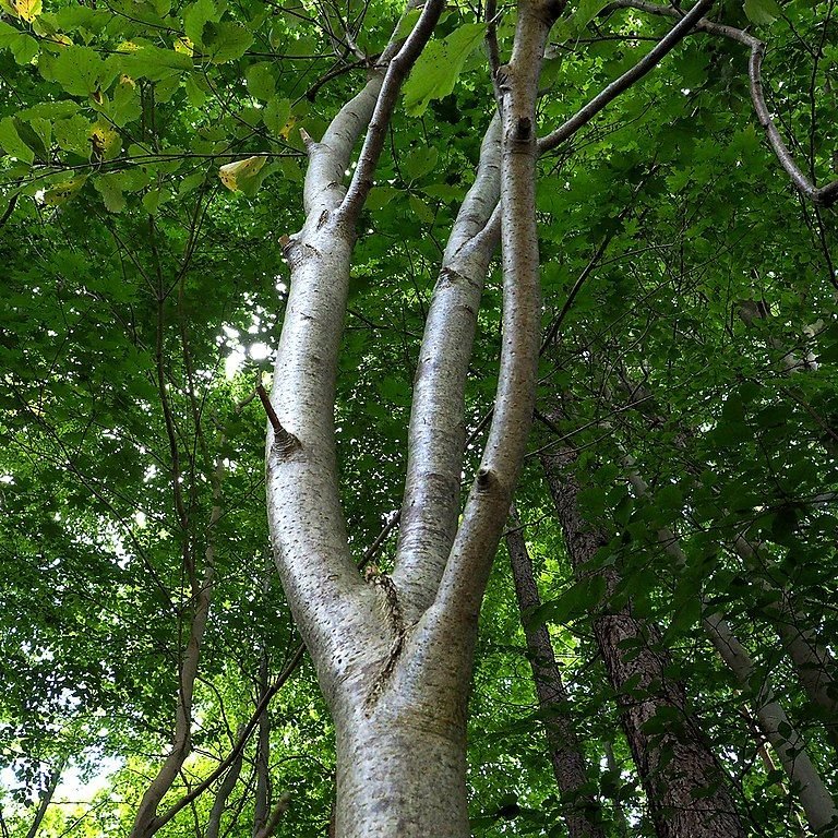 Common whitebeam (Sorbus aria) - growing guides