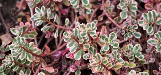 Crimson stonecrop 'Voodoo' (Sedum spurium 'Voodoo') - growing guides