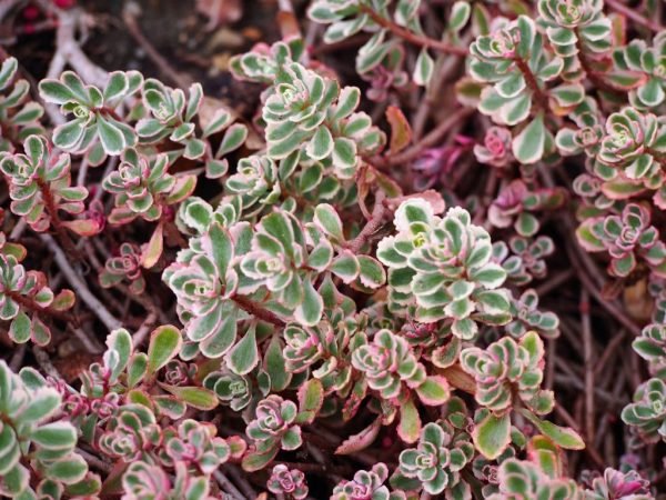 Crimson stonecrop 'Tricolor' (Sedum spurium 'Tricolor') - growing guides