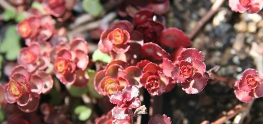 Aizoon stonecrop (Sedum aizoon) - growing guides