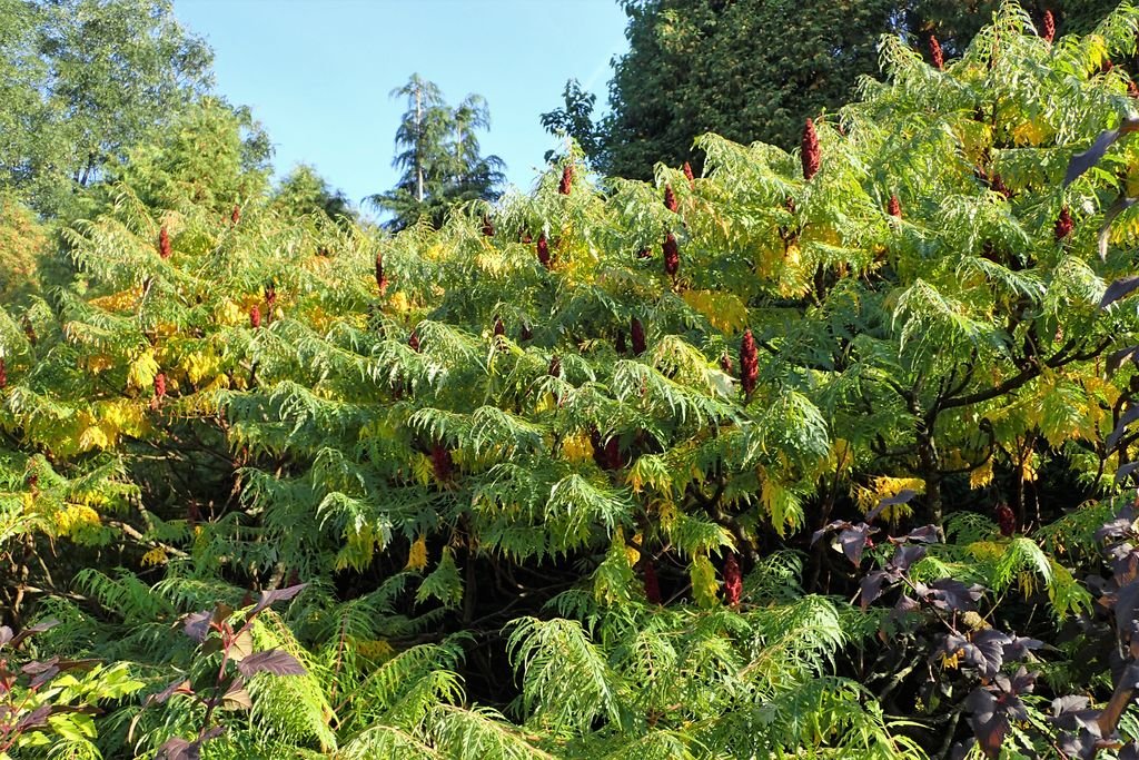 Cut-leaved stag's horn sumach (Rhus typhina 'Dissecta') - growing guides