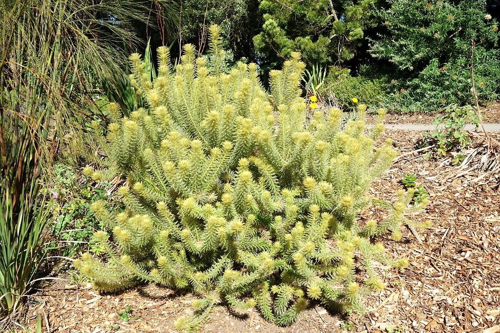 Downy phylica (Phylica pubescens) - growing guides