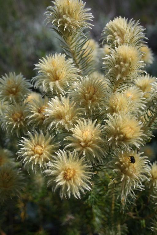 Downy phylica (Phylica pubescens) - growing guides