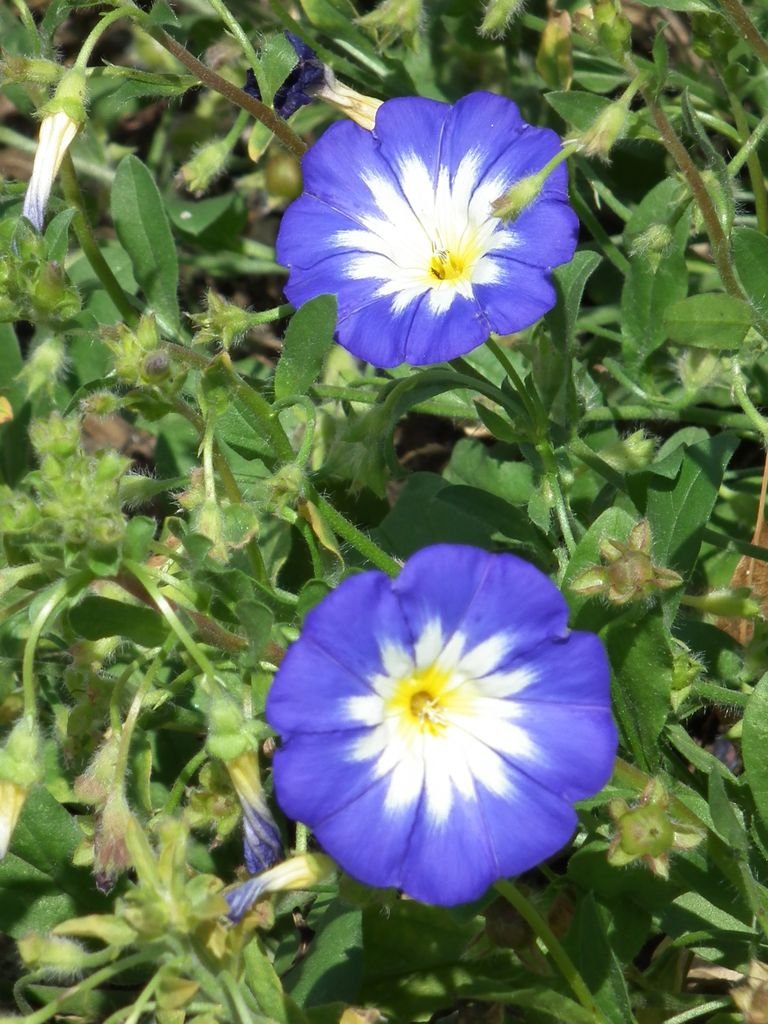 Dwarf morning glory (Convolvulus tricolor) - growing guides