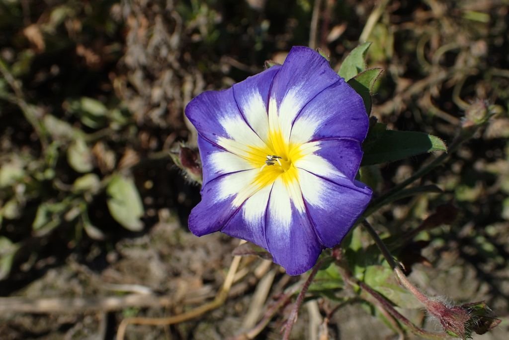 Dwarf morning glory (Convolvulus tricolor) - growing guides