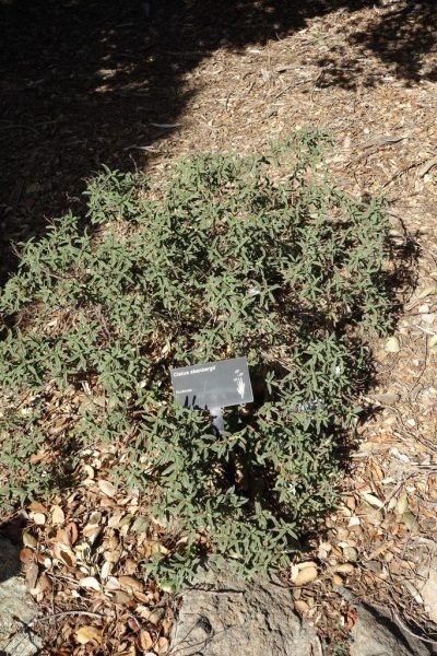 Dwarf pink rockrose (Cistus × skanbergii) - growing guides