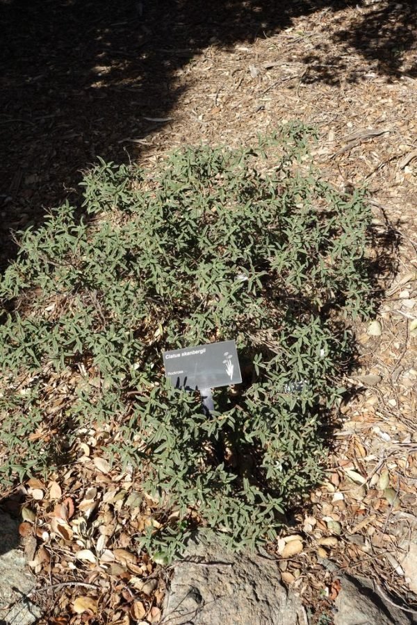Dwarf pink rockrose (Cistus × skanbergii) - growing guides