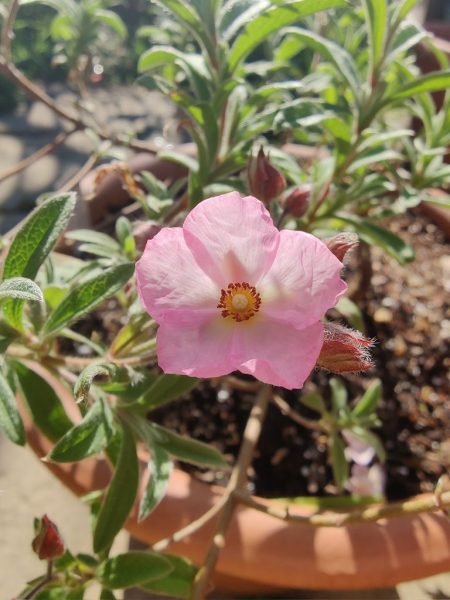 Dwarf pink rockrose (Cistus × skanbergii) - growing guides