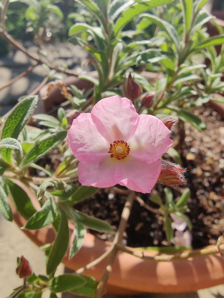 Dwarf pink rockrose (Cistus × skanbergii) - growing guides